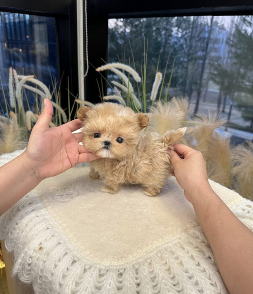 Maltipoo Teacup Ginger 🟢 - Micropetkorea